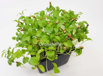Microcress